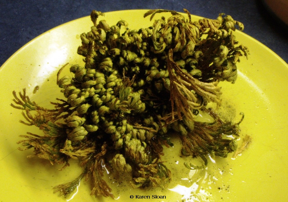 The unusual Rose of Jericho, aka Resurrection plant, (or even) Zombie ...