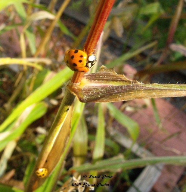 Gardening for pollinators and other wildlife
