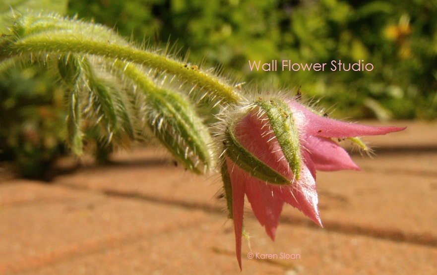 Forage for Borage – A historic and useful herb for any garden