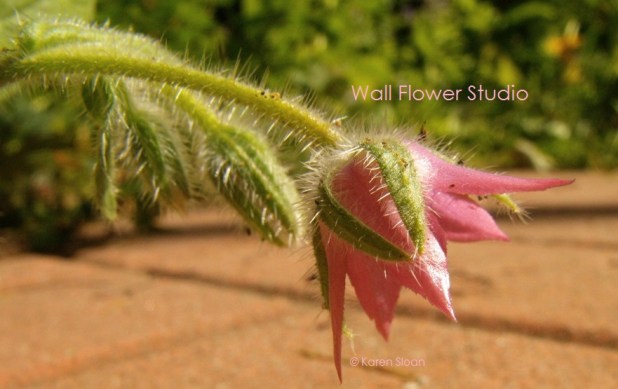 Forage for Borage – A historic and useful herb for any garden