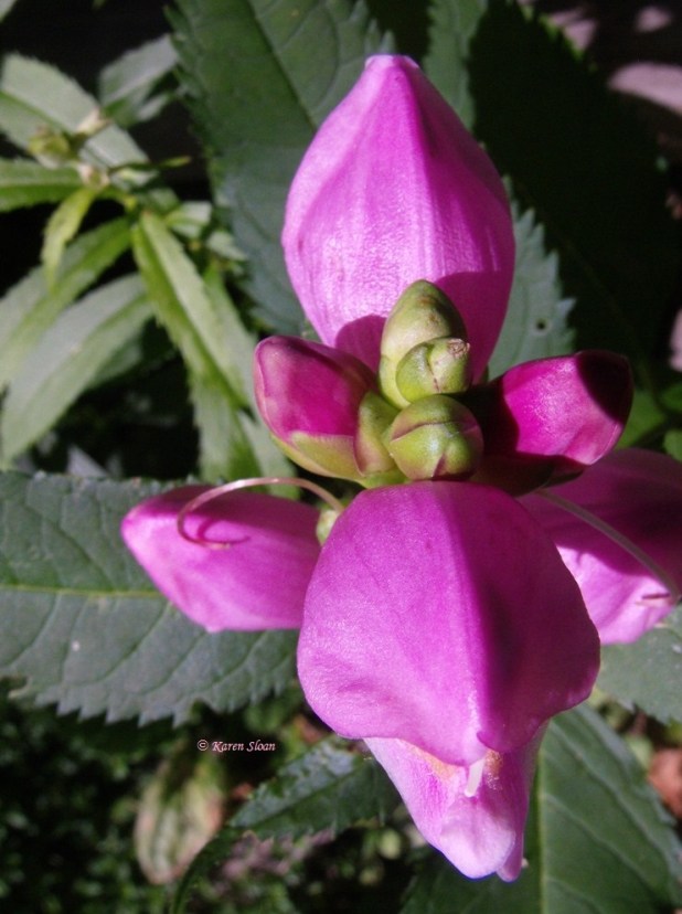 Chelone lyonii, Pink turtle head – A lovely native species offering ...