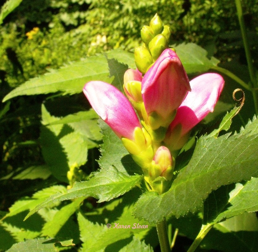 Chelone lyonii, Pink turtle head – A lovely native species offering ...