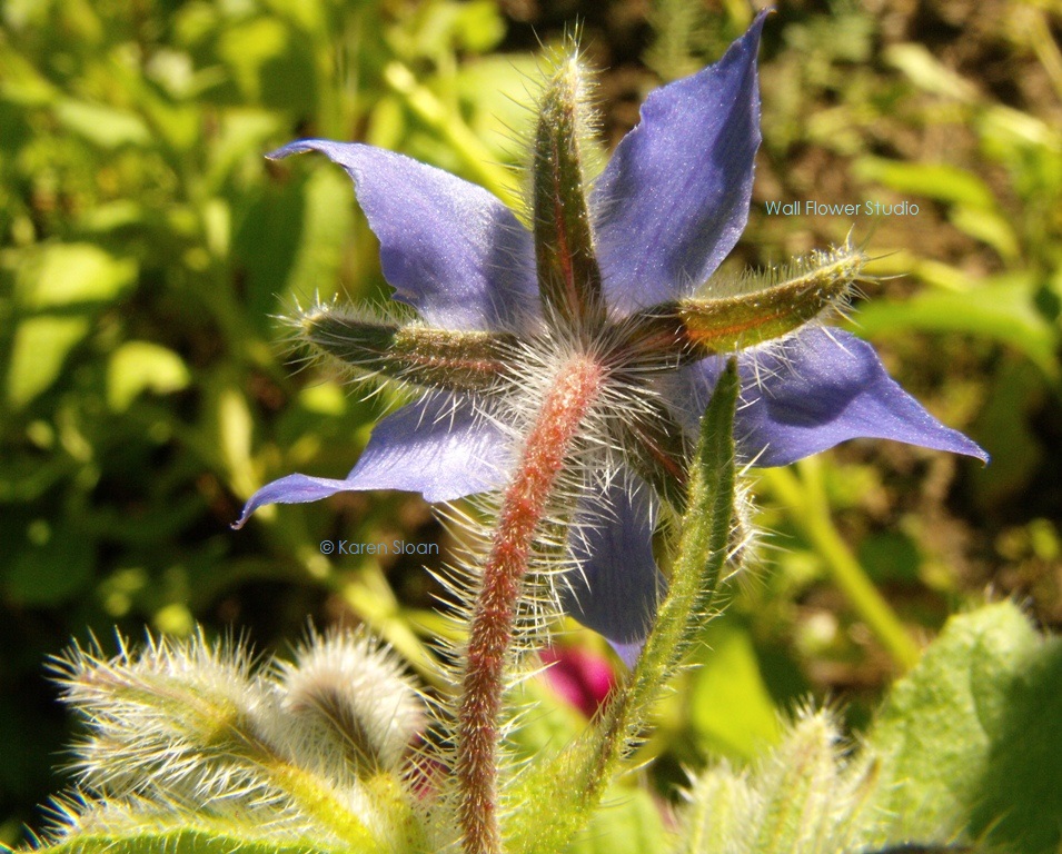 Forage for Borage – A historic and useful herb for any garden