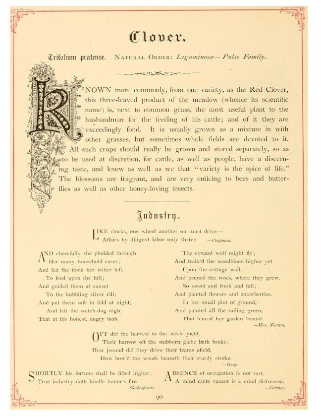 Four-leaf clovers – More than a lucky Irish symbol