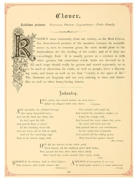 Four-leaf clovers – More than a lucky Irish symbol