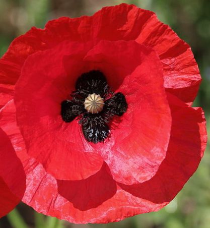 The Poppy – remembrance and symbolism of things past