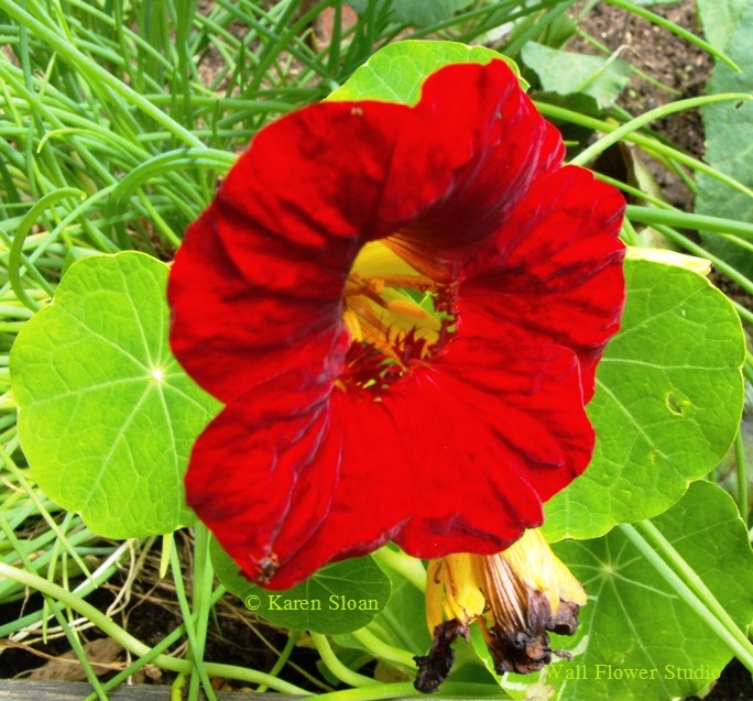 The flower power of Nasturtiums – More than just a pretty face! Edible ...