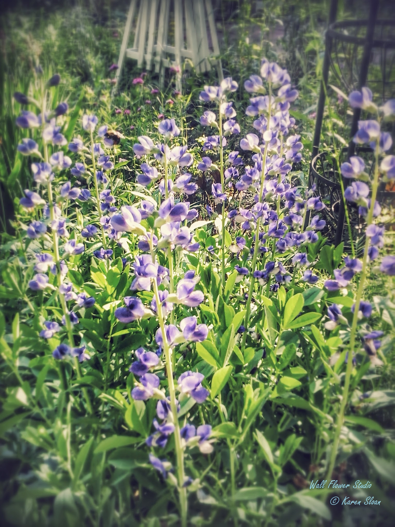 Baptisia – A blue flowered beauty for any garden!